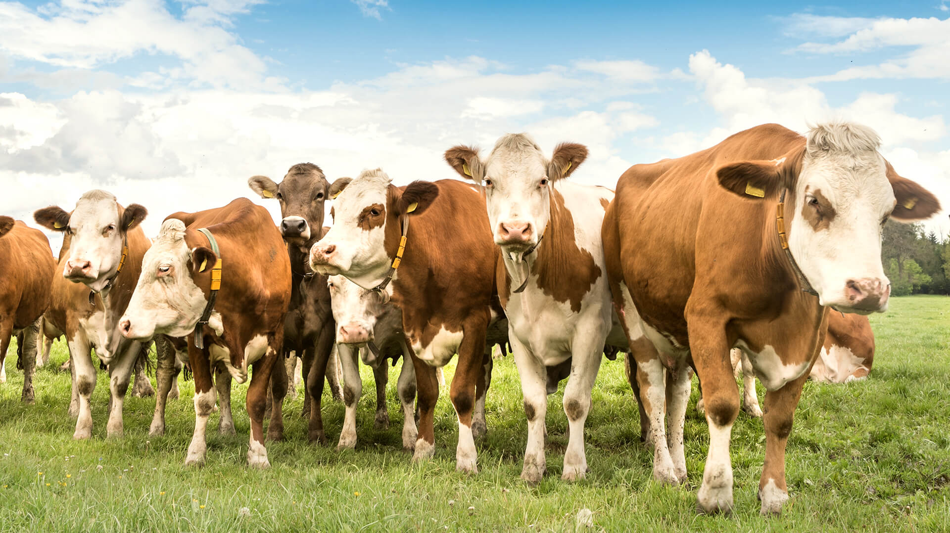 Agro.Co - Marketing for Agribusiness